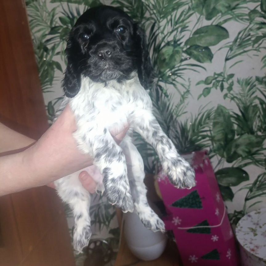 Русский охотничий спаниель, щенок