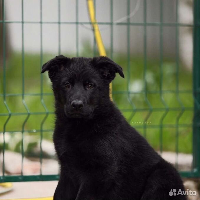 Черная немецкая овчарка, щенок 3 месяца