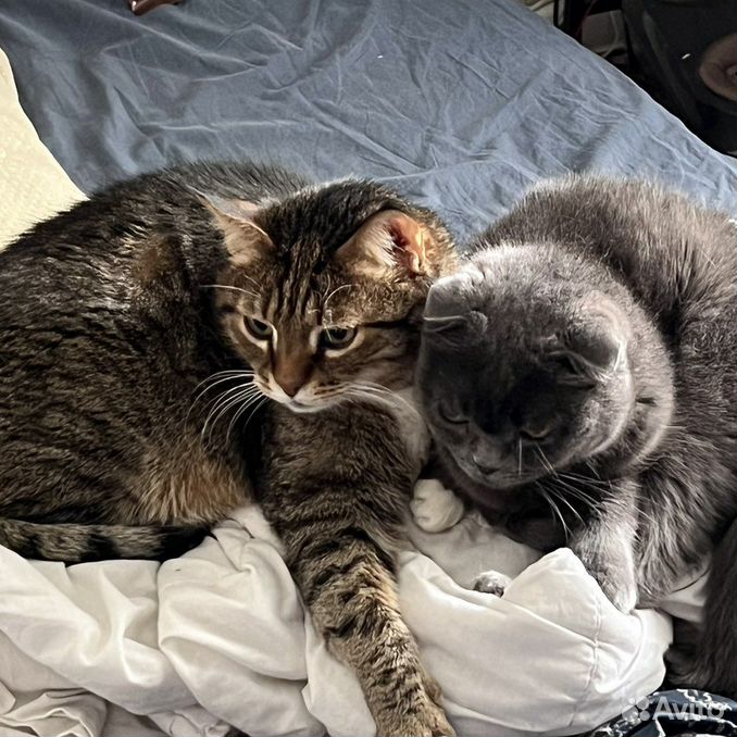 Кошечка Бася в хорошие руки