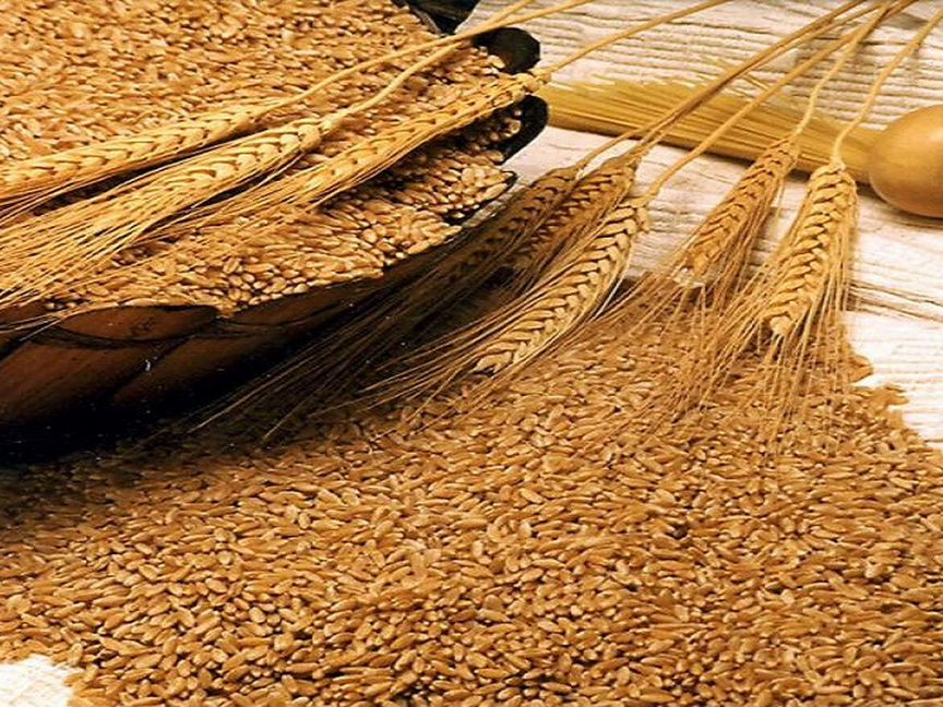 Зерно, пшеница,ячмень,рожь 2023