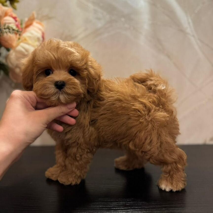 Мальчик мальтипу F1