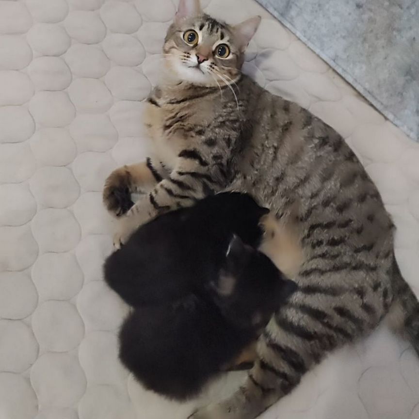 Котёнок в добрые руки