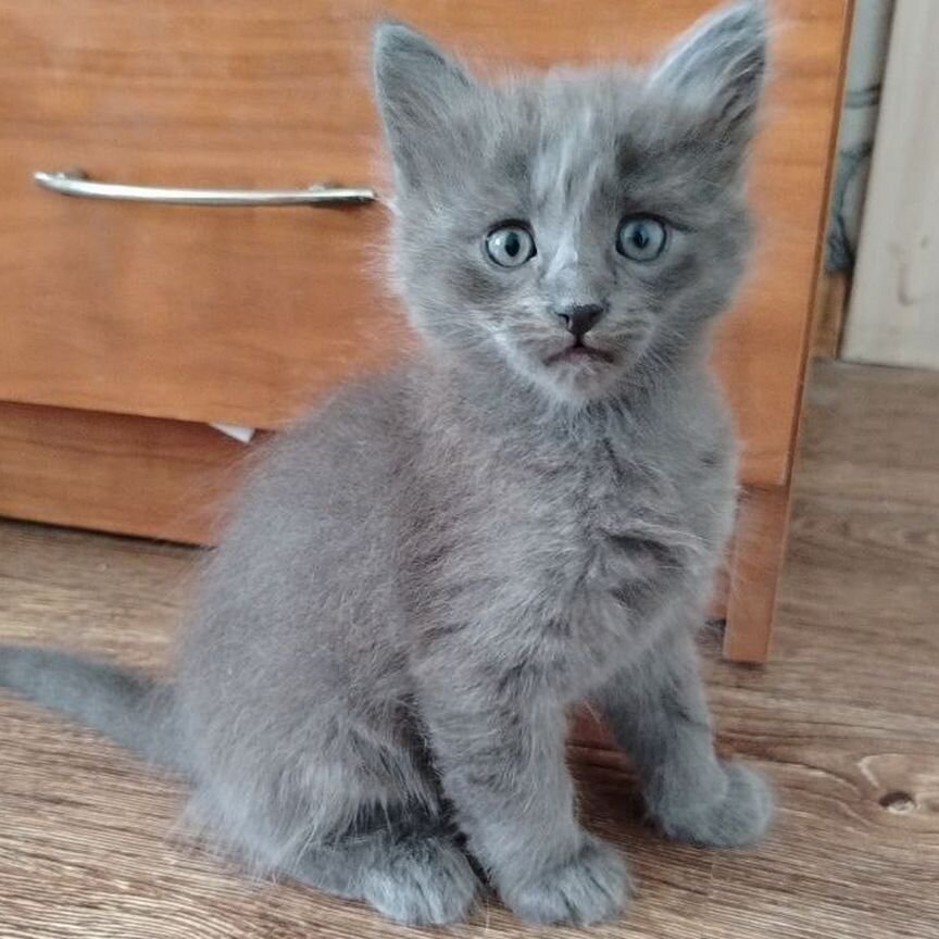 Котята мальчики в любящую семью