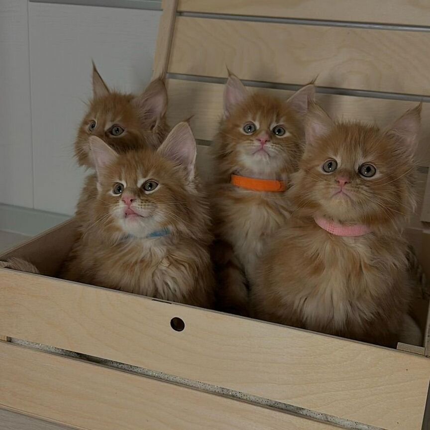 Котята мейн-кун
