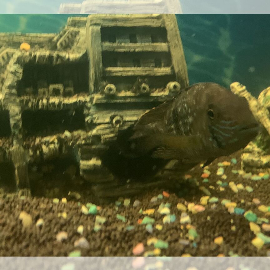 Бирюзовая акара, три самочки, обмен