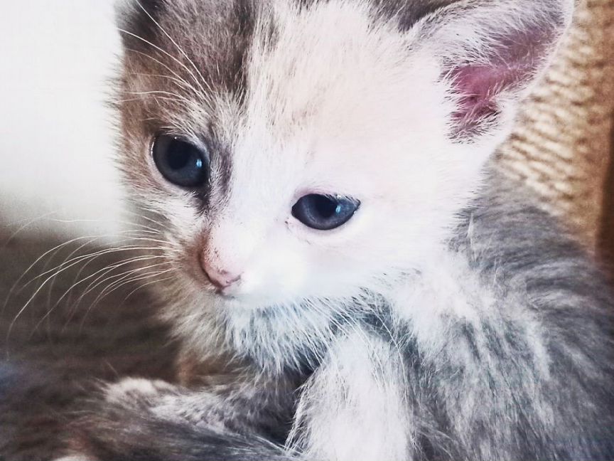 Милая кошечка котенок