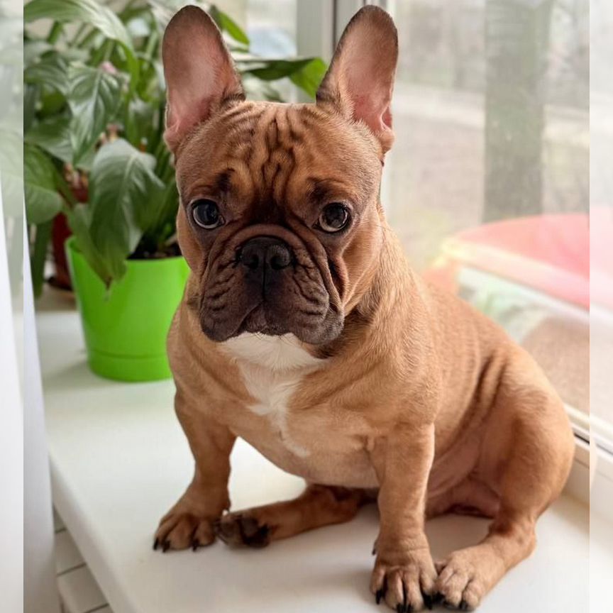 Французский бульдог, вязка