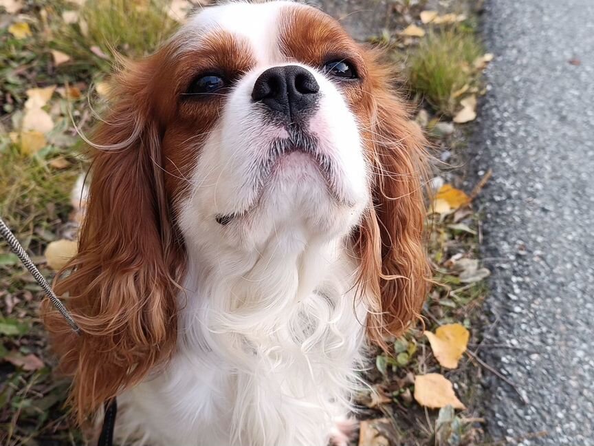 Кавалер кинг чарльз спаниель
