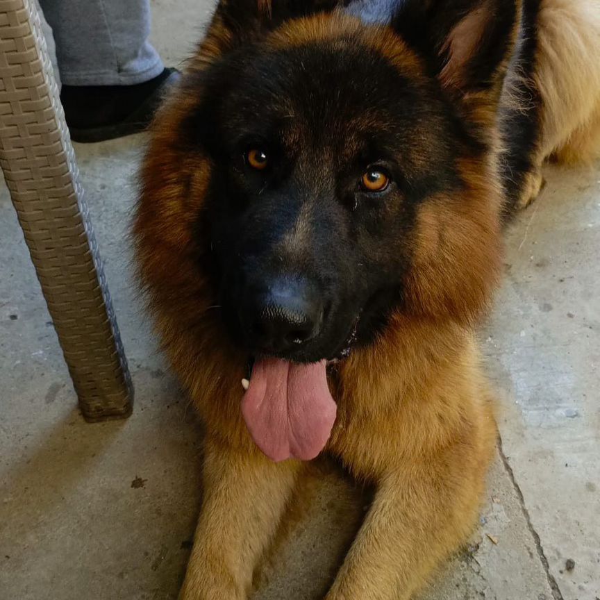 Собака немецкая овчарка мальчик