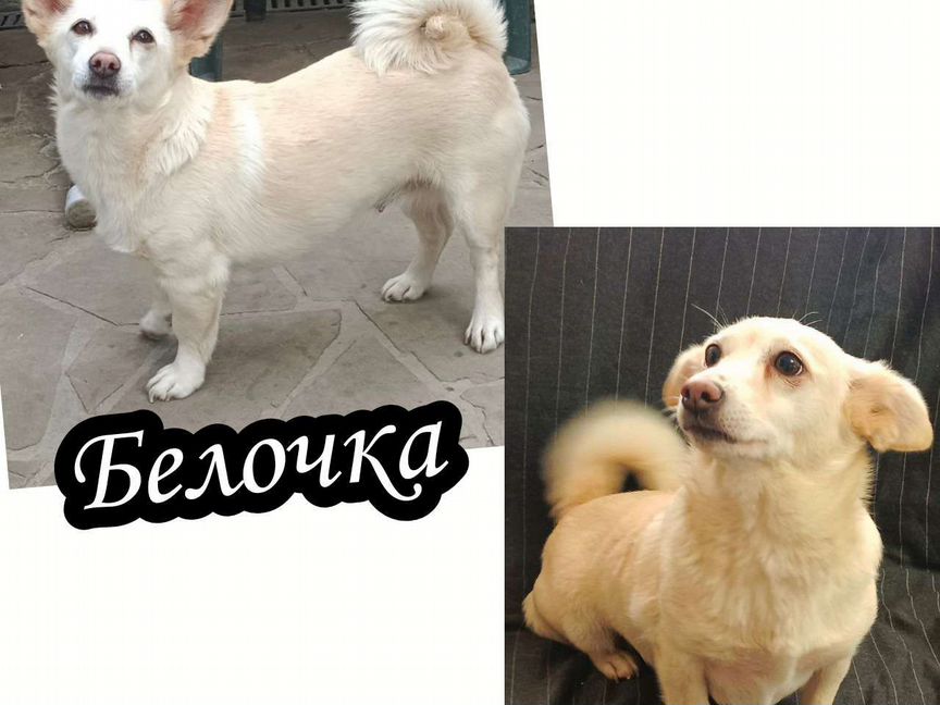 Короткие лапки девочка ищет дом