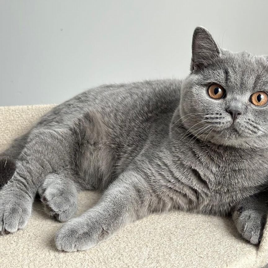 Британские котята