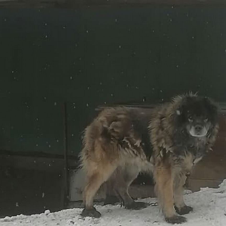 Кавказская овчарка, взрослый пёс