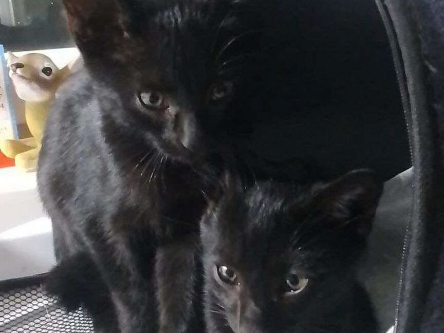 Кошки котята бесплатно
