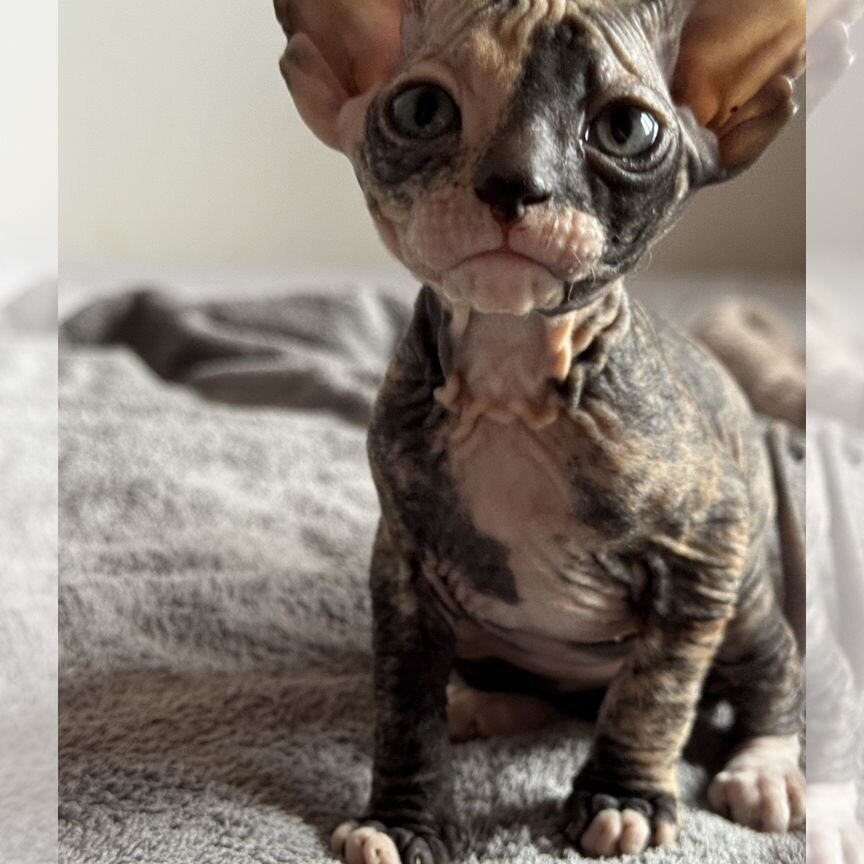 Канадский сфинкс котёнок