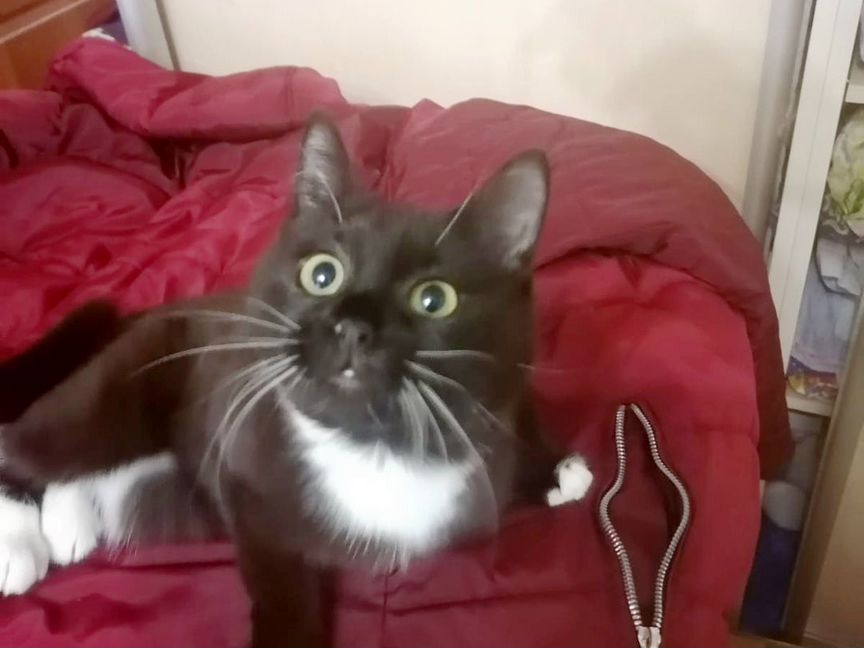 Кисонька ищет дом,7 мес