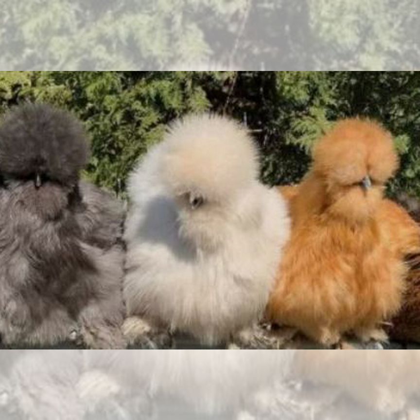 Китайская шелковая