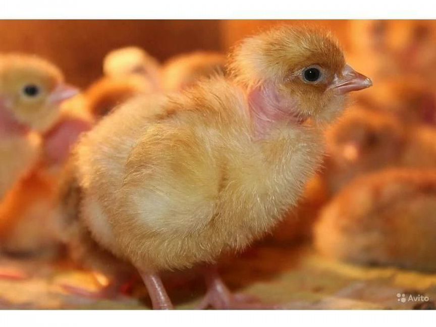 Цыплята голошейки