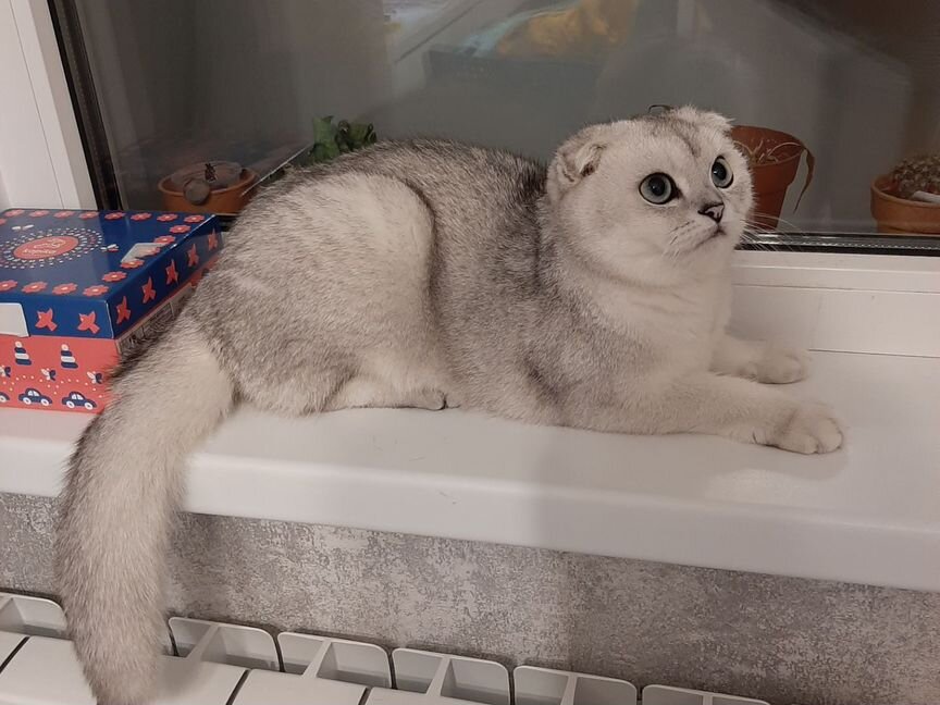 Шотландская вислоухая кошка