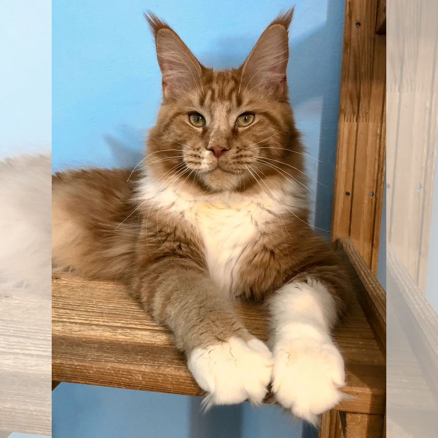 Котята мейн-кун