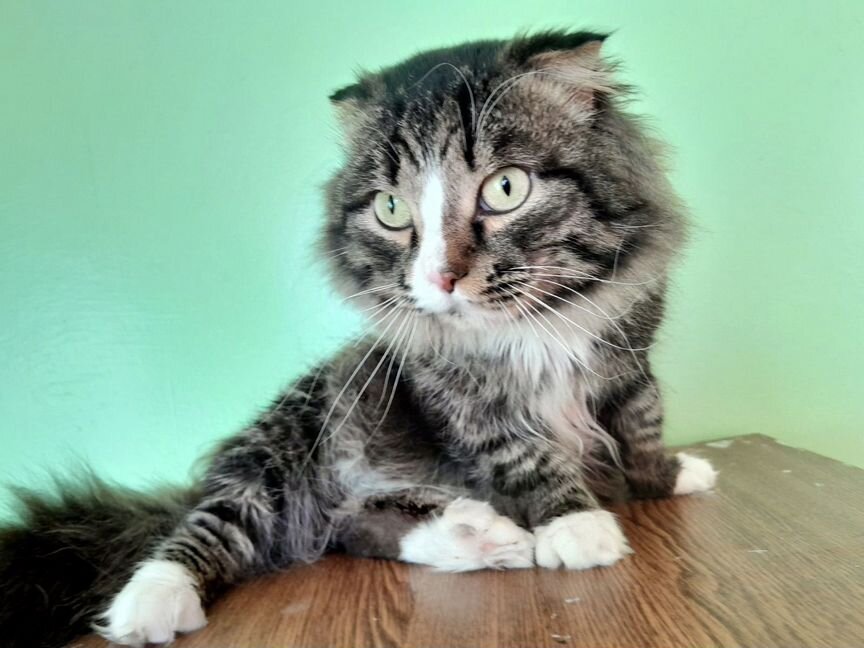 Классный кот ищет дом