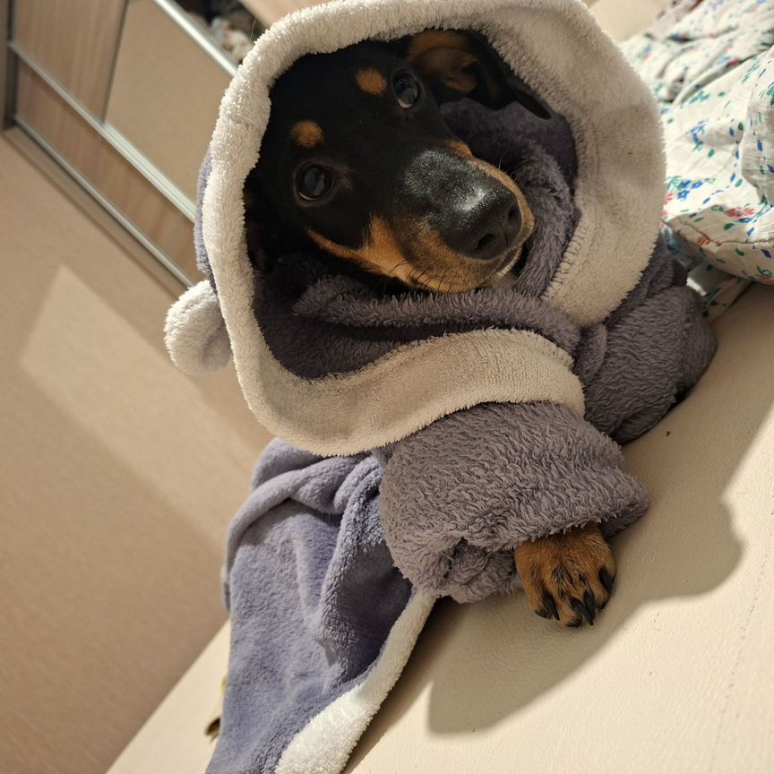 Такса, щенок