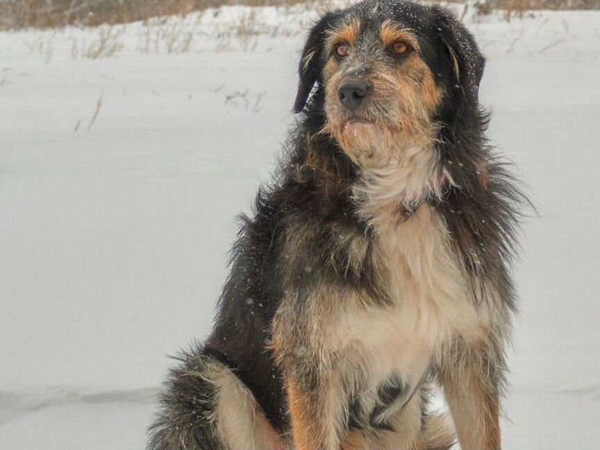 Добрый пёс Бароша