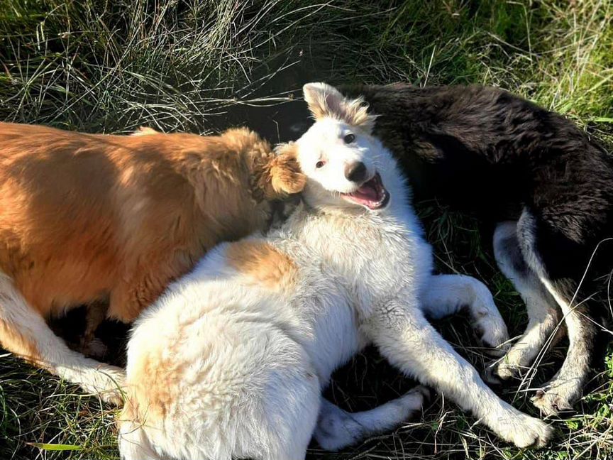 Метис маламута в добрые руки