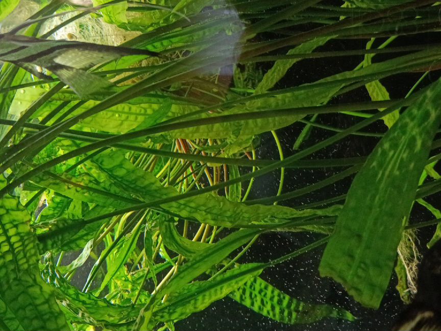 Криптокорина