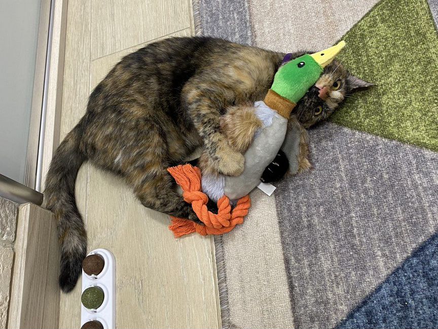 Кошка Джесси