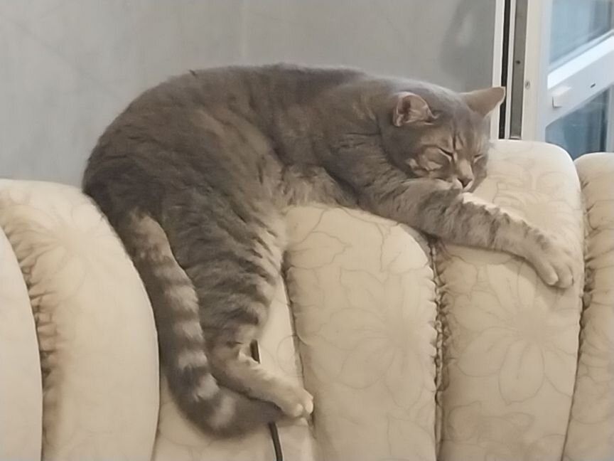 Вислоухий кот