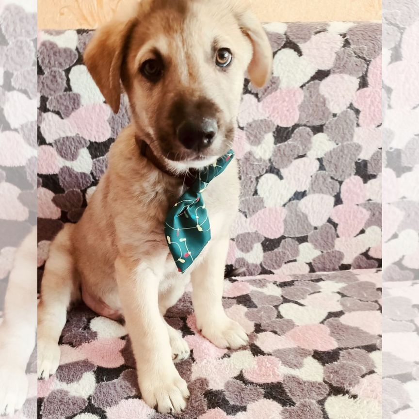 Щенок в добрые руки