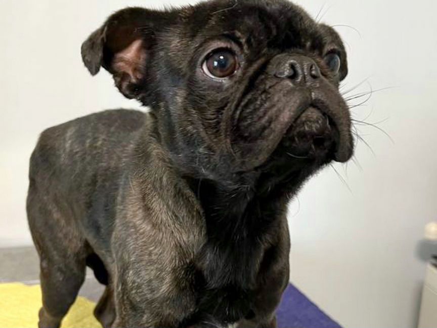 Пти брабансон