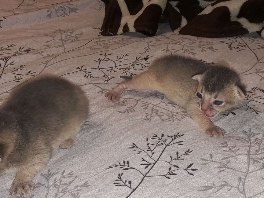 Абиссинские котята