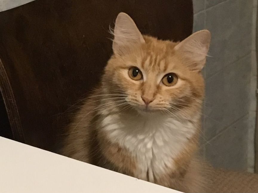Норвежская лесная кошка