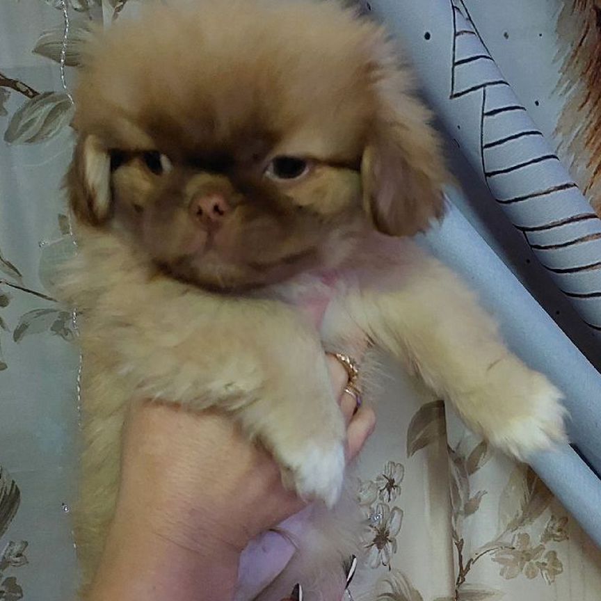 Пекинес, щенок