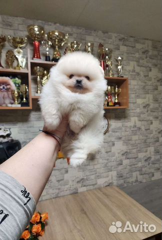 Померанский шпиц большой выбор щенков