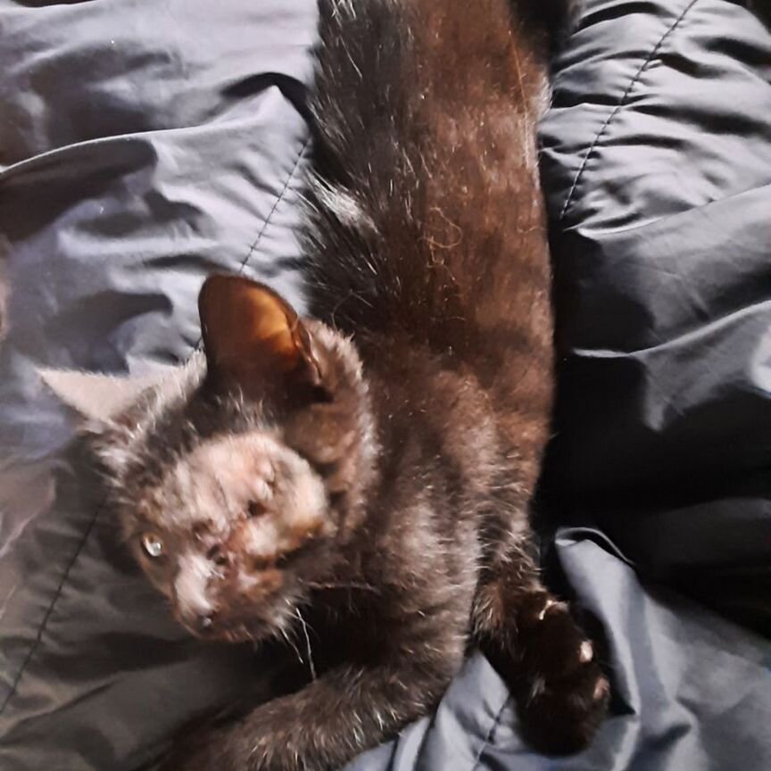 Норковый котенок)
