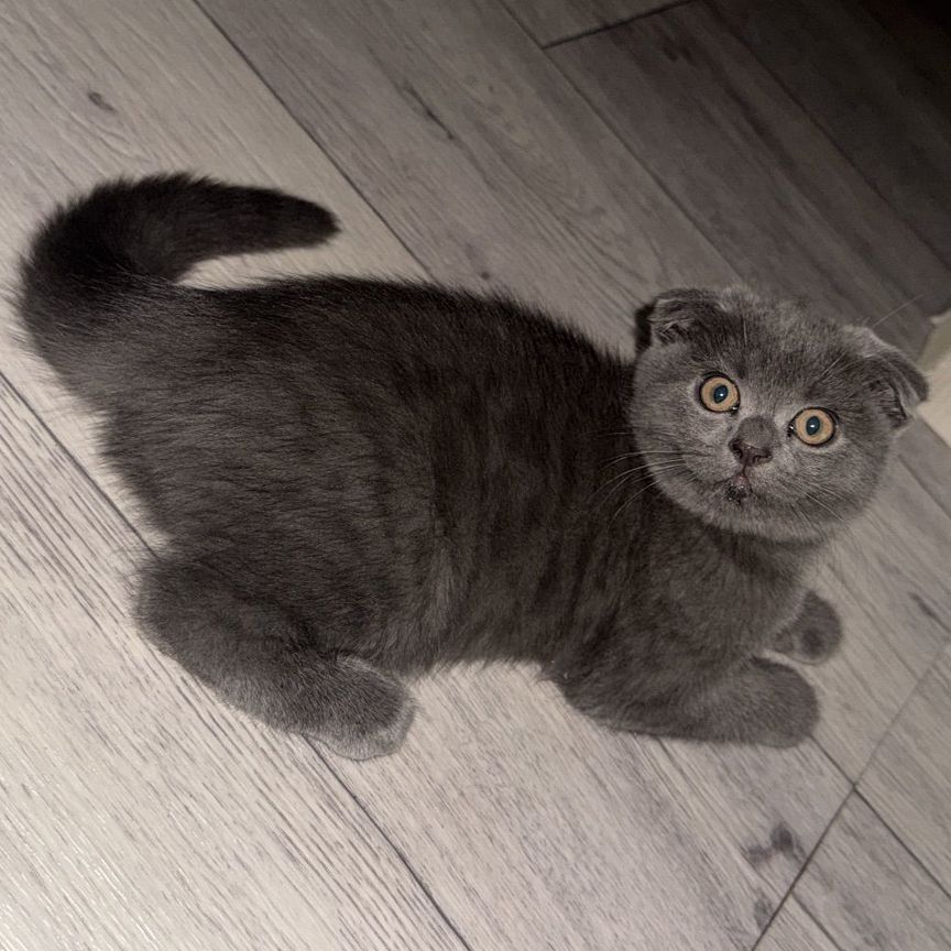 Шотландские вислоухие котята