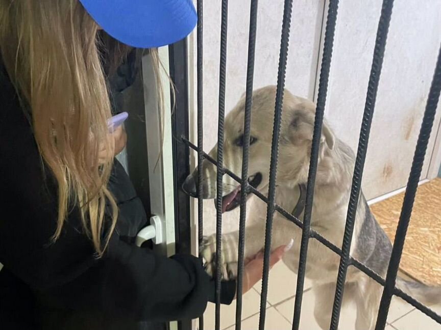 Собака в добрые руки