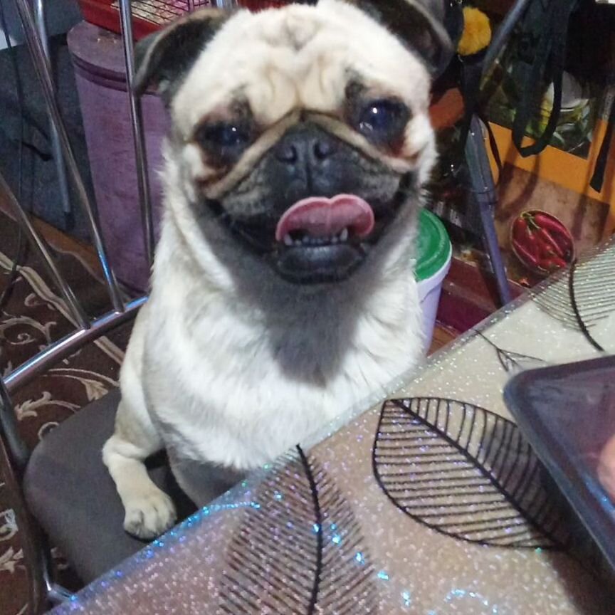Мопс
