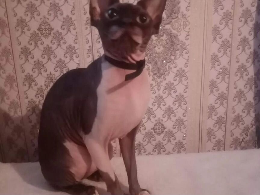 Продам кошечку