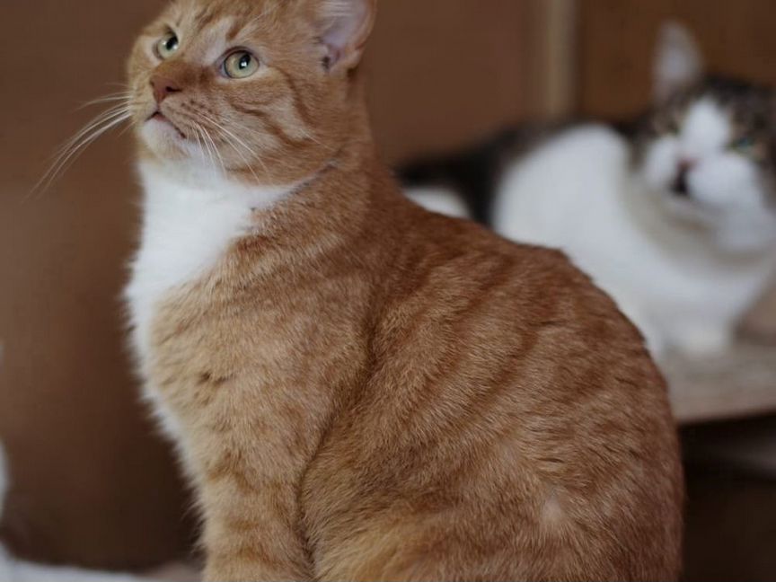 Отдам в добрые руки кота Чипсик
