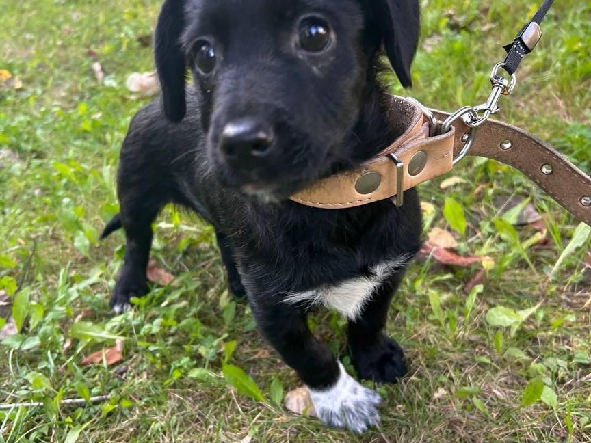 Щенок корртколапик Бублик чистое золотце