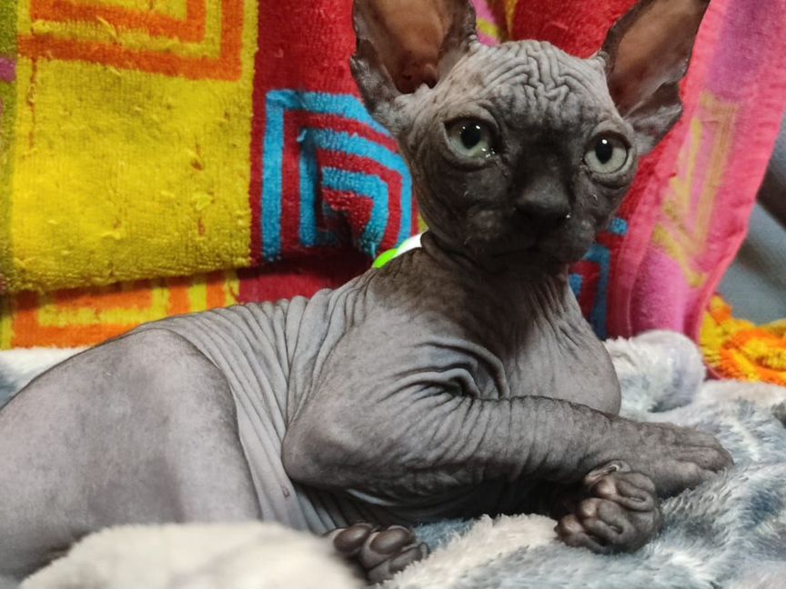 Канадский сфинкс котенок