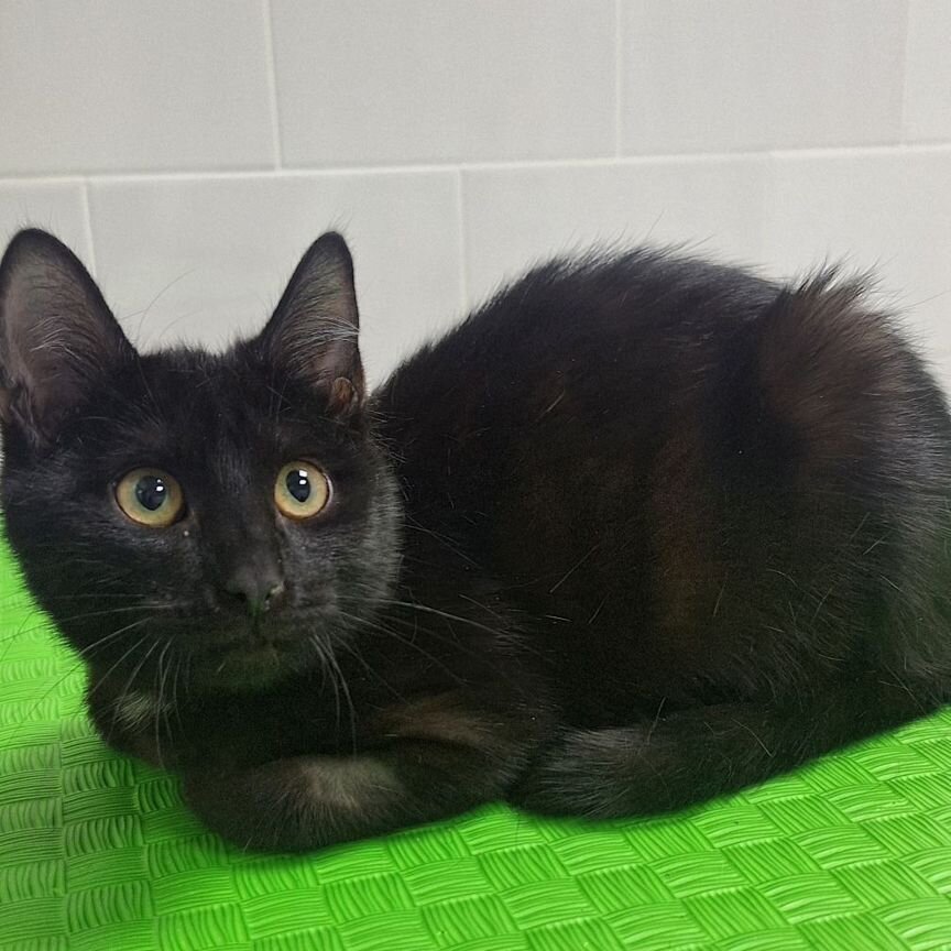 Кошка