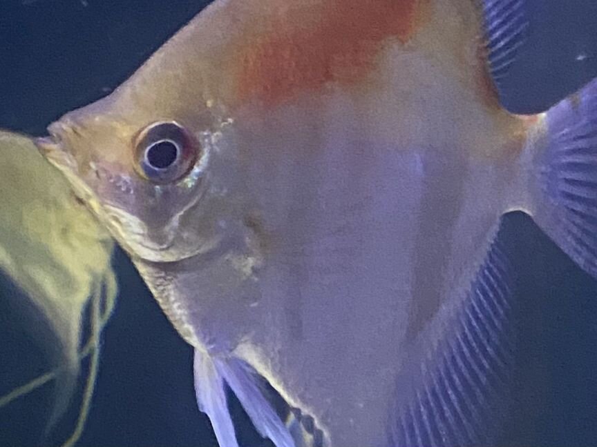 Скалярия манакапуу