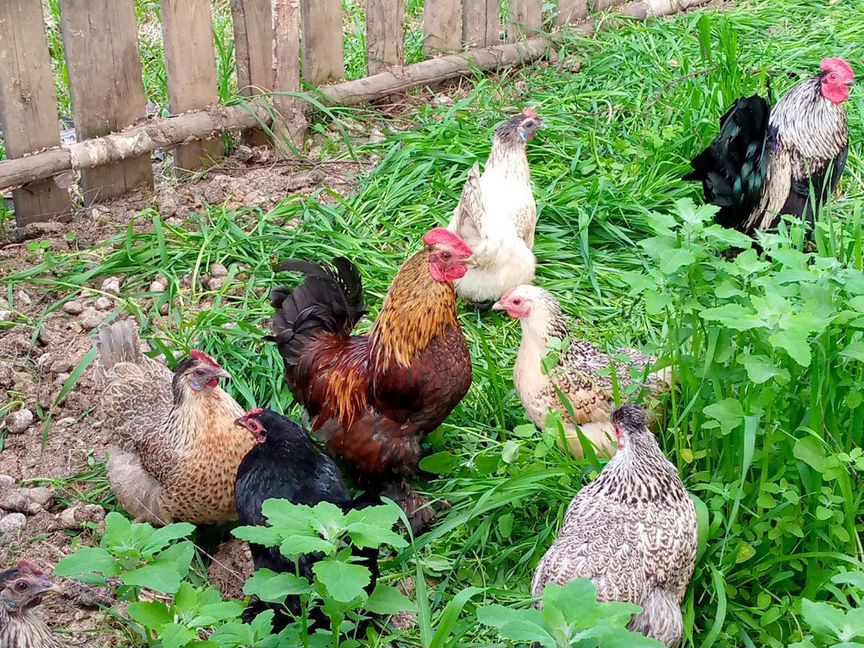 Куры бентамки