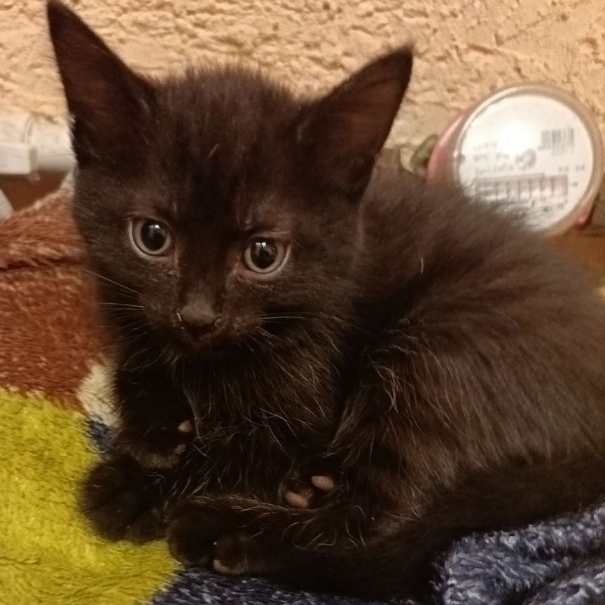 Бомбейский котёнок