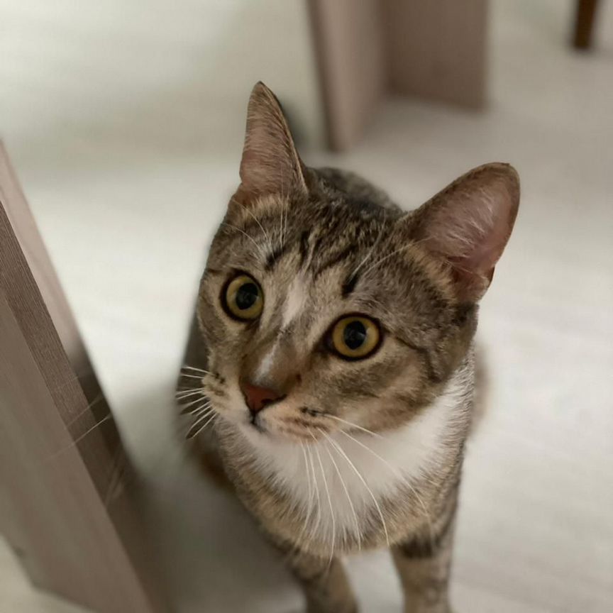 Кот Фунтик в добрые руки