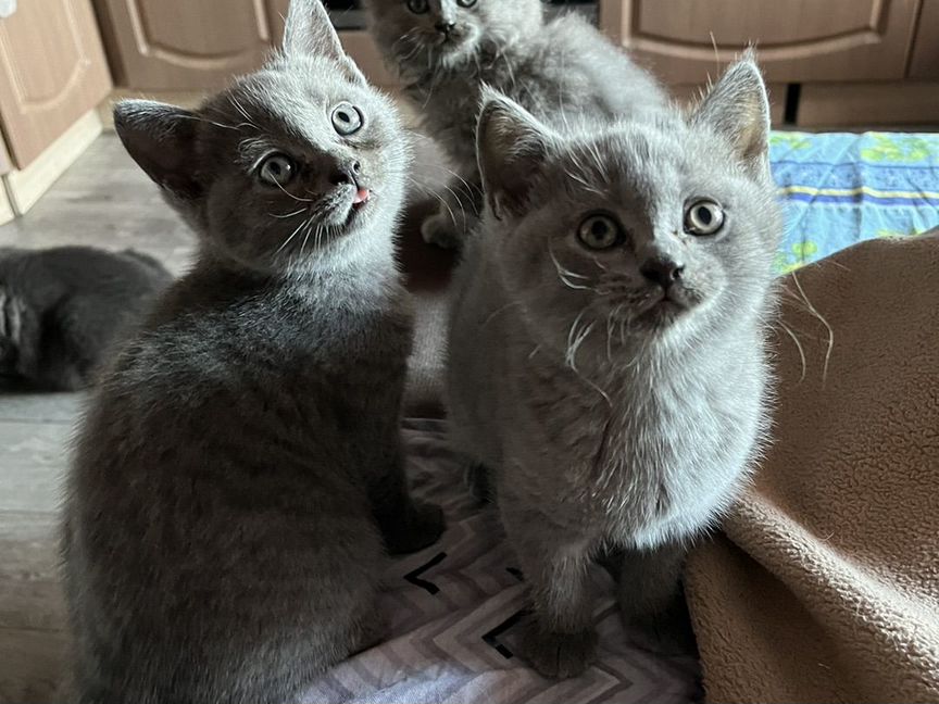 Кошка